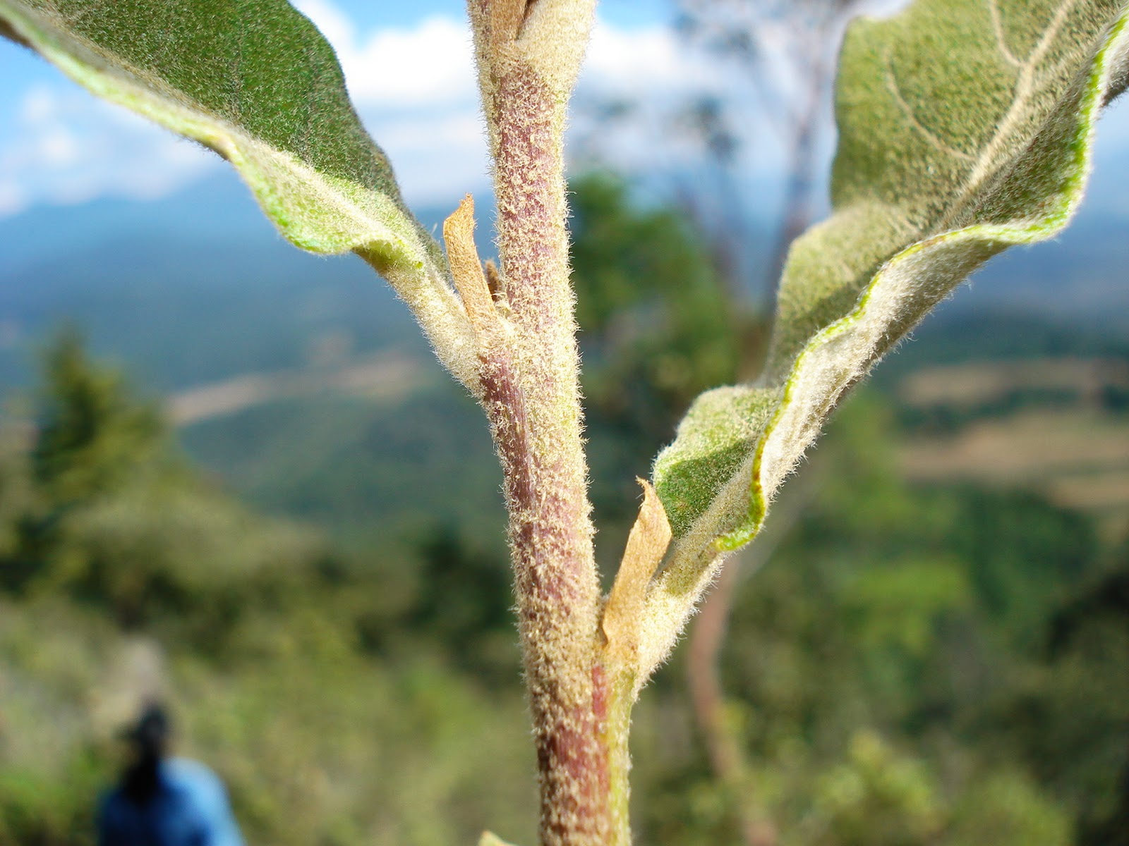 Encinos (Quercus, Fagaceae) de México: Diversidad de encinos en México