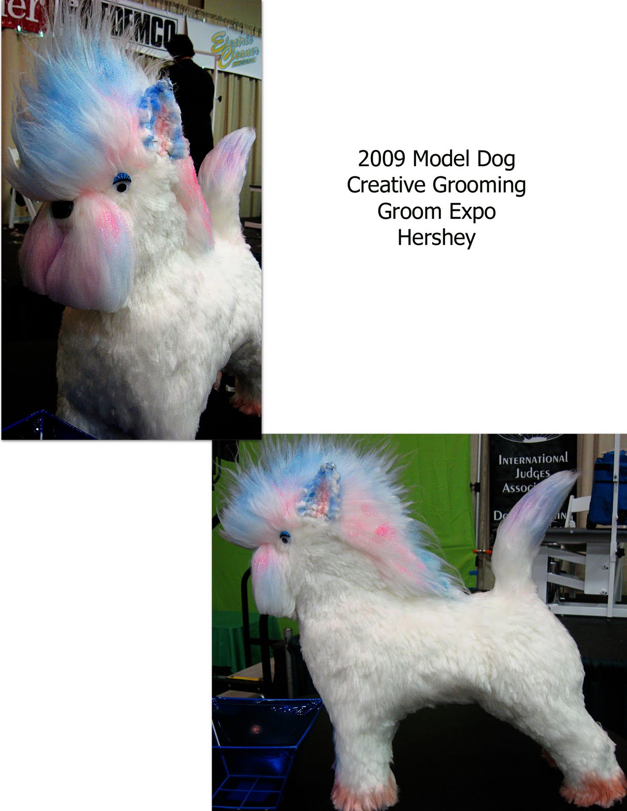 Pet Grooming: The Good, The Bad, & The Furry: Model Dog Grooming