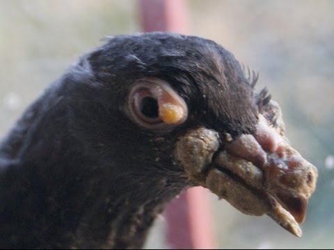 جدري الحمام (Pigeon pox) - Amipigeons - Breeding Pigeons ‎تربية الحمام