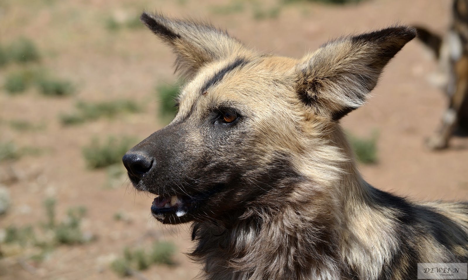 Dewein Photography: Naankuse Wildlife Sanctuary