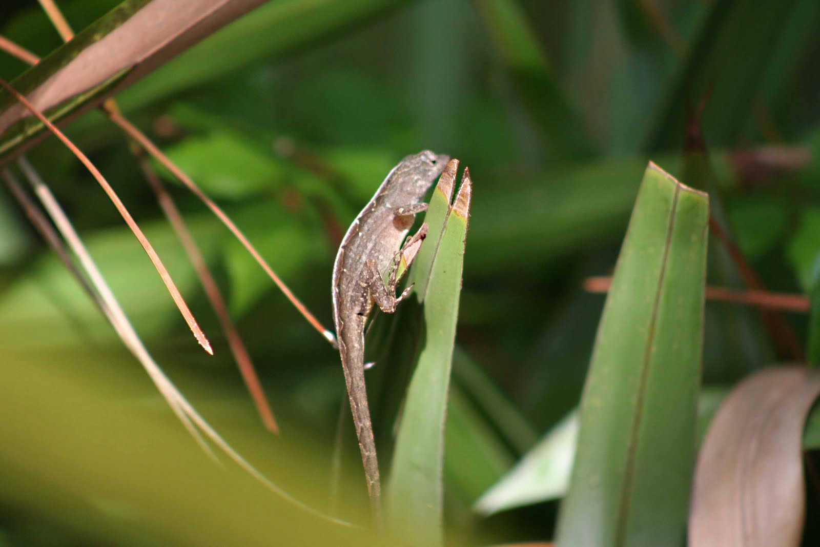 MadSnapper: Leaping Lizards