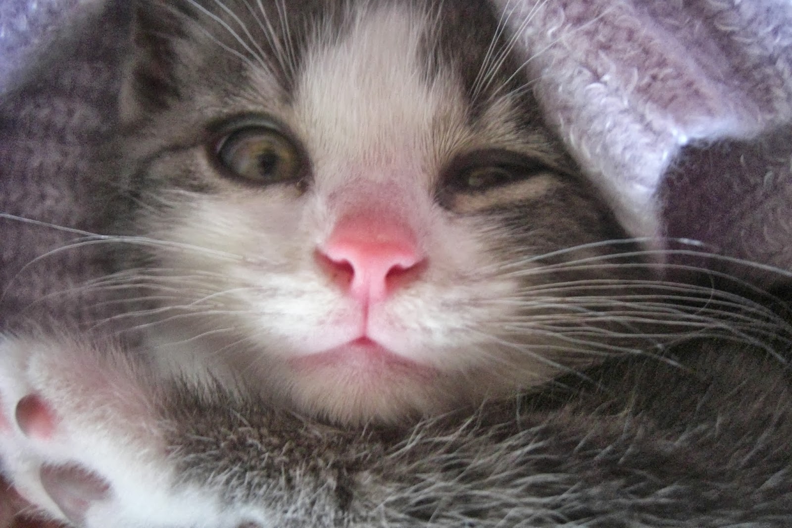 Mon chaton d'amour | Deliacious