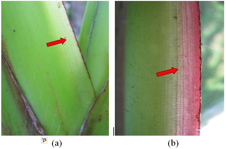 Keanekaragaman Hayati: 1. Keanekaragaman Tingkat Gen