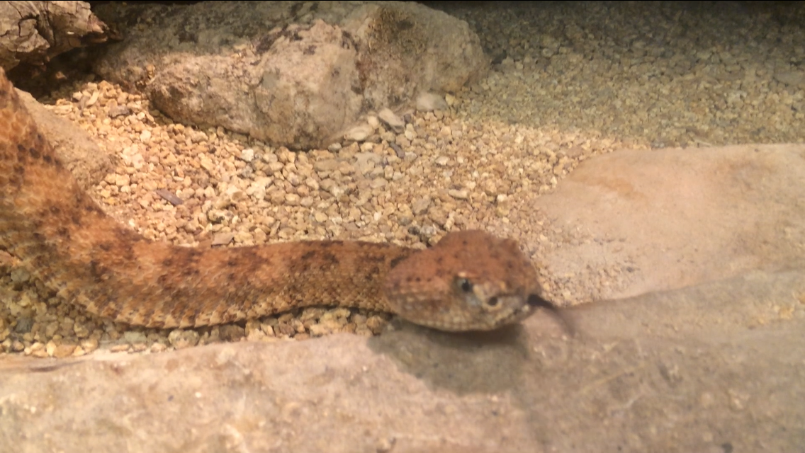 Lincoln Physics: Infrared Physics Experiments and Labs