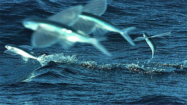 ngedit picture: Super amazing flying fish