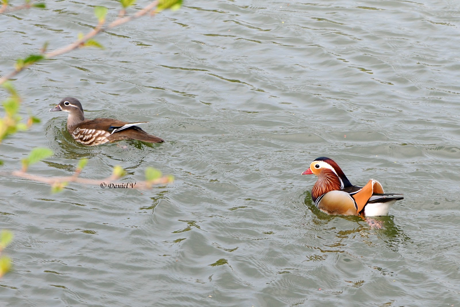 Les oiseaux du 27: Le canard mandarin, aix galericulata