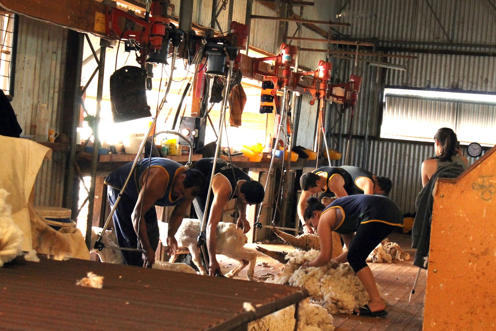 Shearing - The Shady Baker