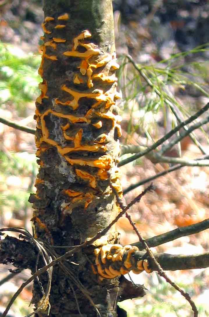 Weird and Wonderful Wild Mushrooms: Rust Fungi: Femme Fatales, Gorgons ...