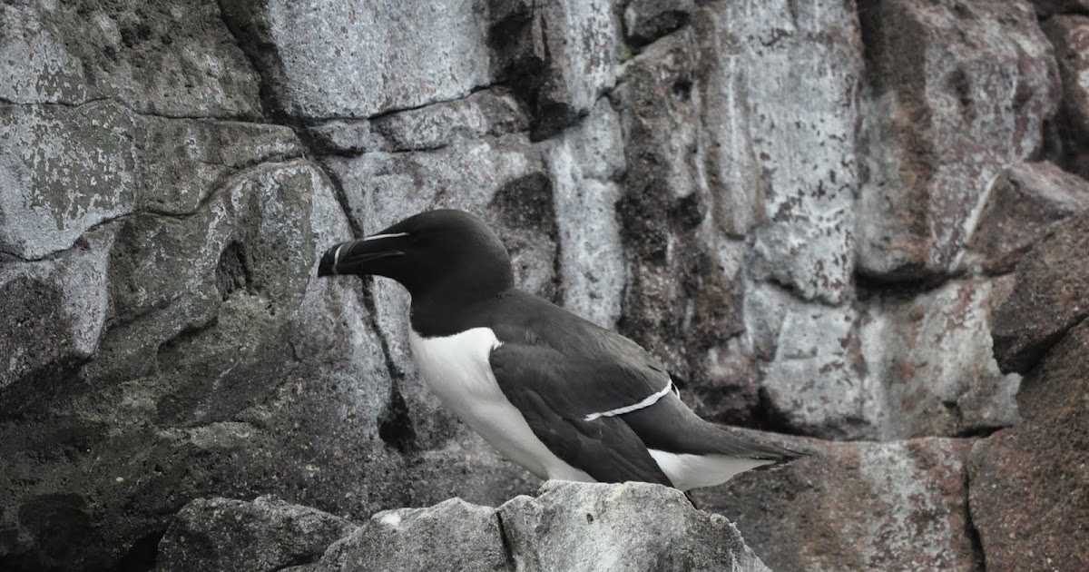 ZOOTOGRAFIANDO (6.100 ANIMALS): ALCA / RAZORBILL (Alca torda)