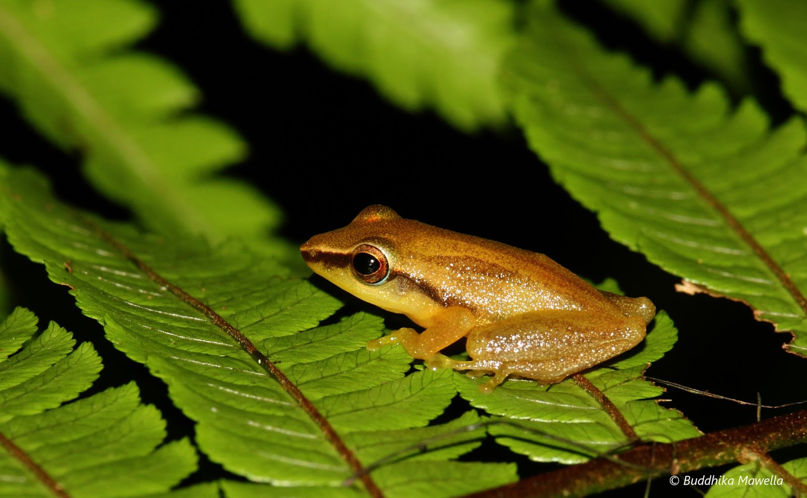 Lanka Nature Summary: Sri Lanka Petite Shrub-frog (Pseudophilautus tanu)