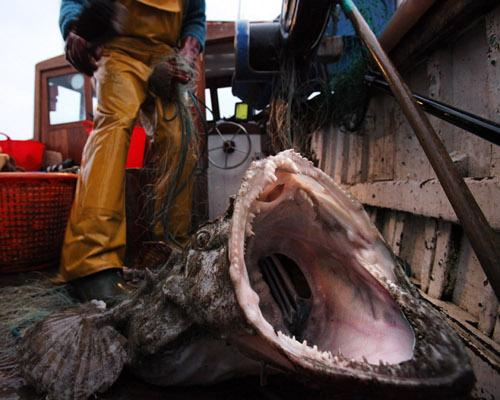 Hewan-Hewan Jelek Yang Dianggap Lezat