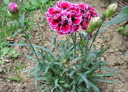 9 Khasiat Bunga Anyelir Untuk Kesehatan Dan Kecantikan | Khasiat