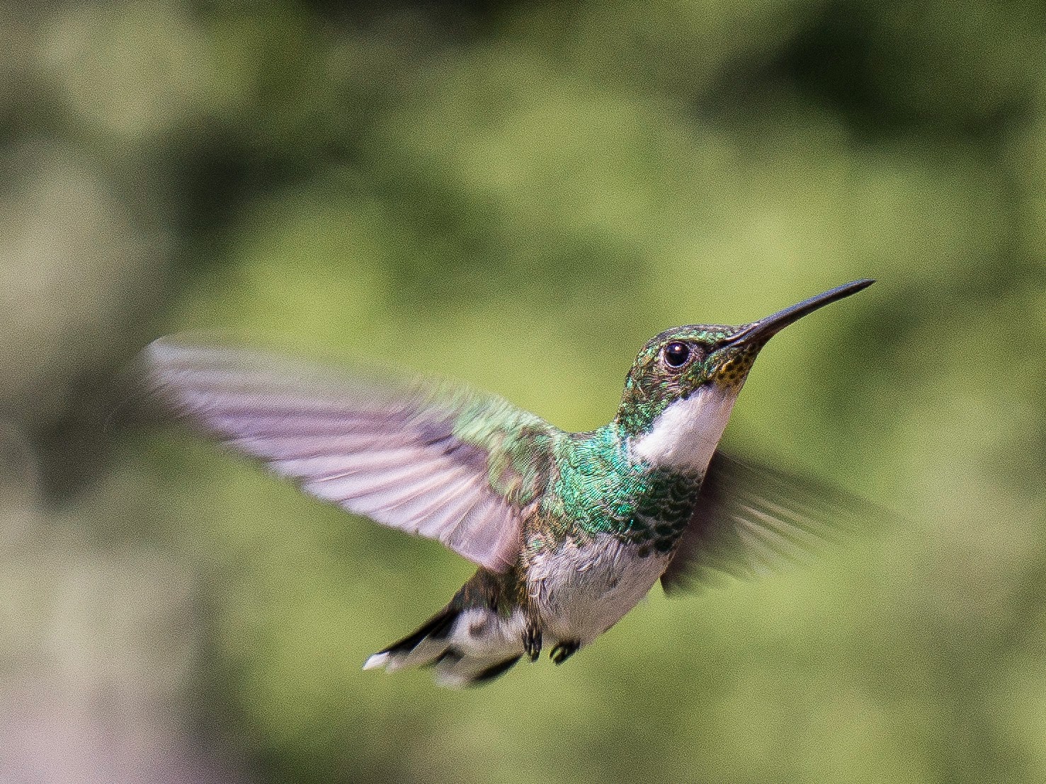 Colibrí - Hummingbird. Imágenes: © 2014 Yervant Kaspar.