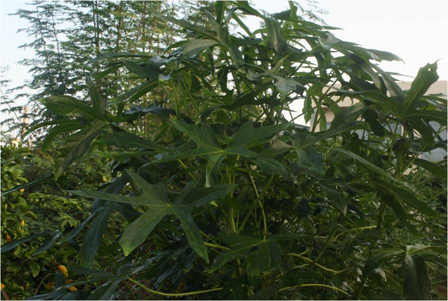 Indigenous Vegetables at a Glance: Lagikway