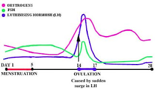 CoRaT-CoRet Nna Sie DeWi: Siklus Menstruasi dan Masa Subur Wanita
