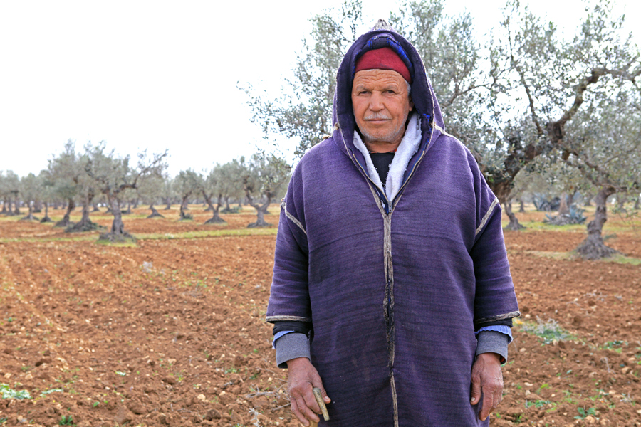 Antiguos OLIVOS del Mediterráneo : TUNISIA. THE SAHEL. SOUSSE, AKOUDA