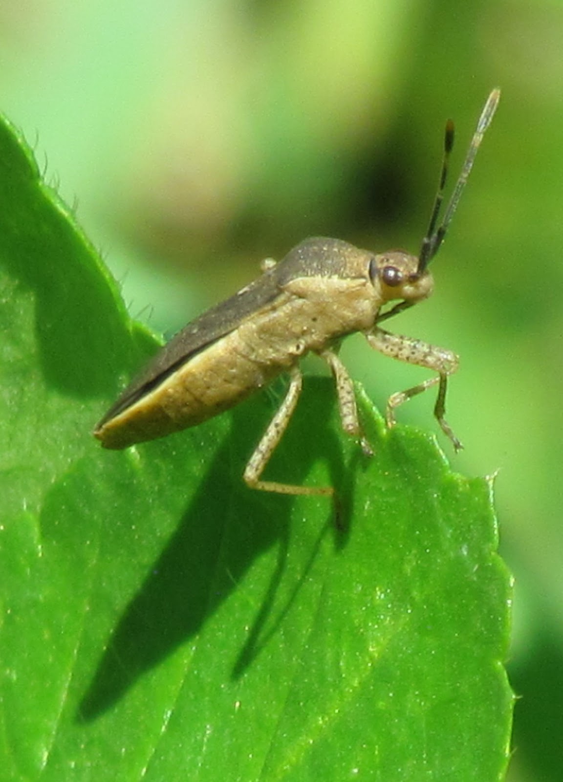 Foto Blog Puerto Rico: Fotos de Insectos en Puerto Rico