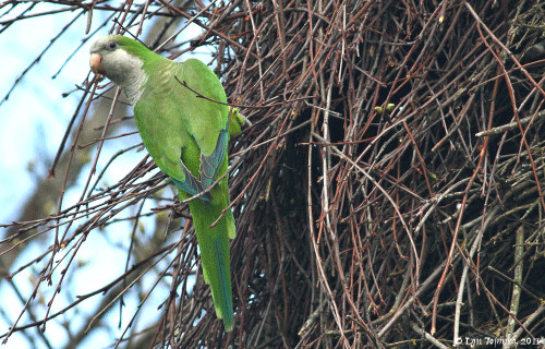 Oregon Invasive Species: The Rise & Fall of Wild Parakeets in Oregon