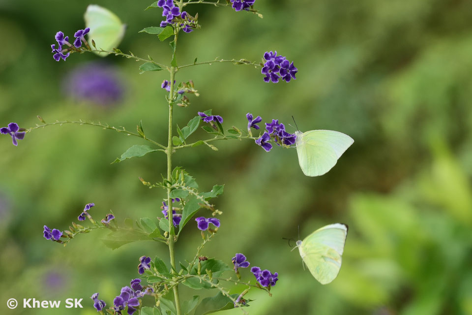 Butterflies of Singapore: Favourite Nectaring Plants #14