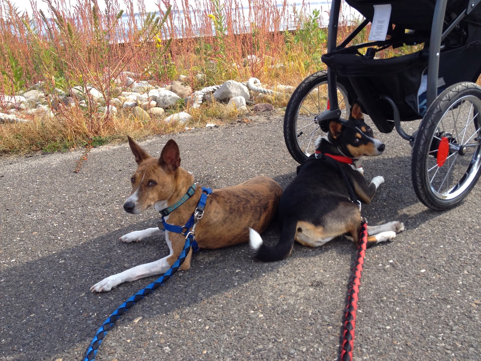 Basenji Rescue and Transport Blog: Walking with Basenjis and Baby