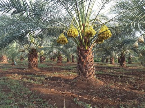 Arjunpuri in Qatar: Date farming changed this Vidarbha farmer’s life