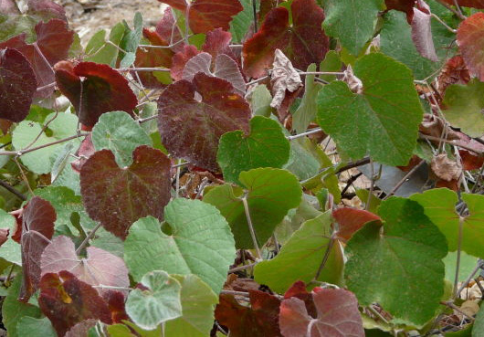 California Native Garden Design: Plant Profile: Vitis californica ...