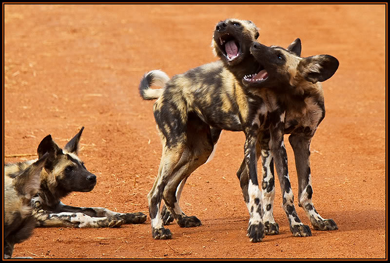 MBWA MWITU: AFRICAN WILD DOG: Pack Structure and Communication