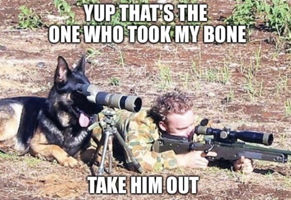 Service dog memes always bring out the smiles (40 Pics ...