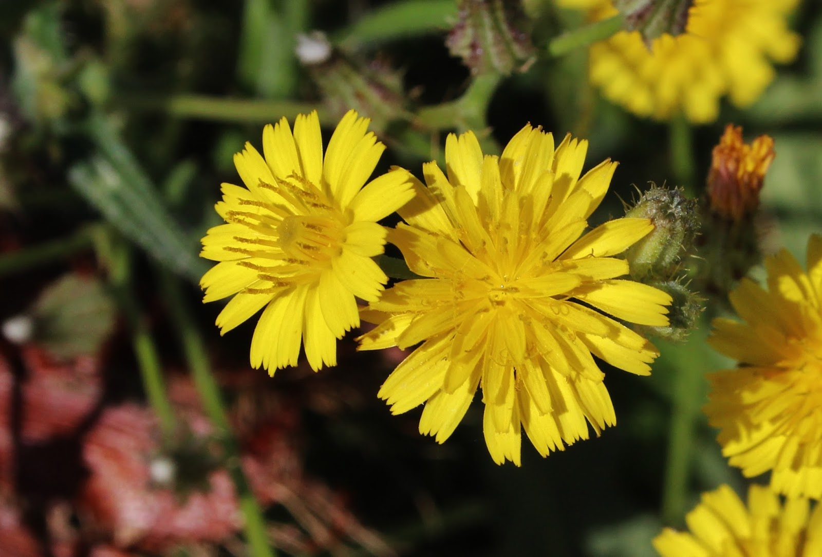 Biodiversity of Cyprus by NGO Protection of the Natural Heritage and ...