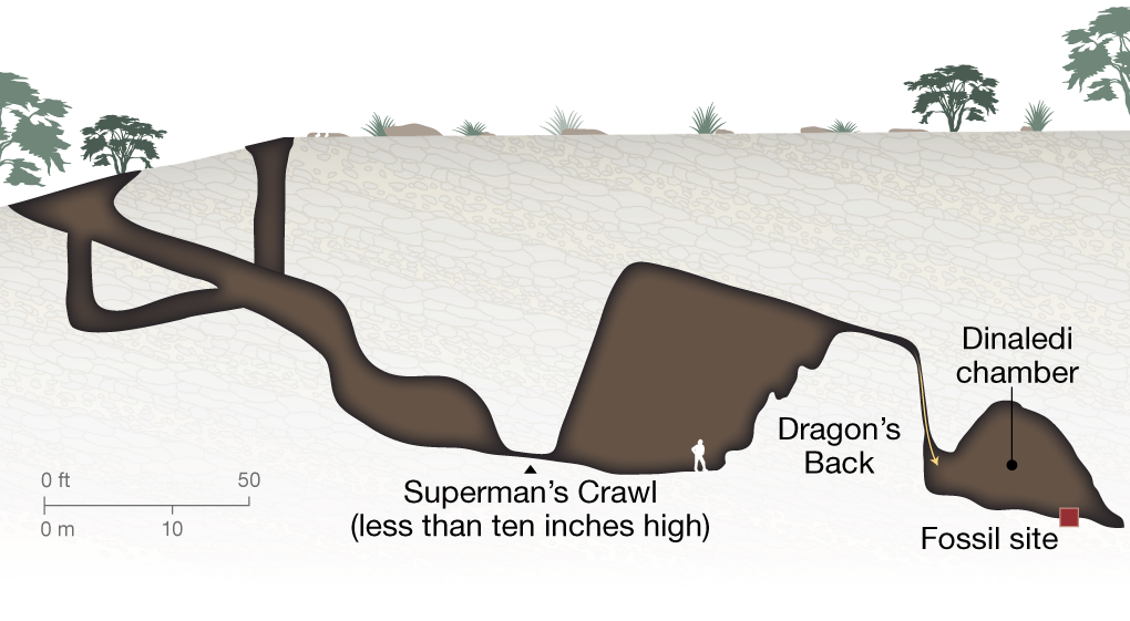 Species New to Science: [PaleoAnthropology • 2015] Homo naledi • A New ...