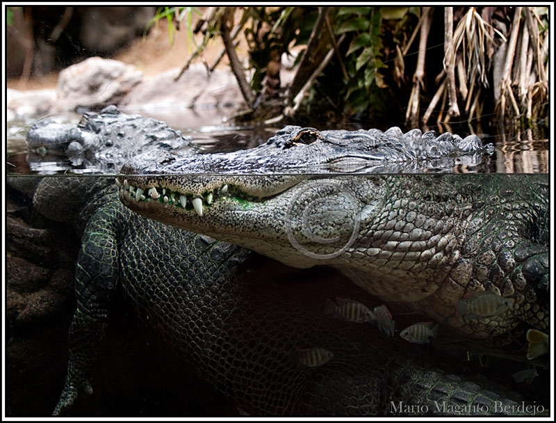 PERDIDO EN EL AMAZONAS: Alligator mississippiensis (Aligator americano)