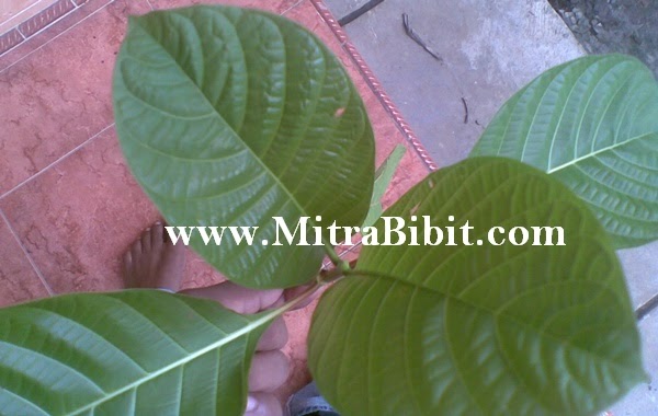 CV. Mitra Bibit: Bibit Jabon