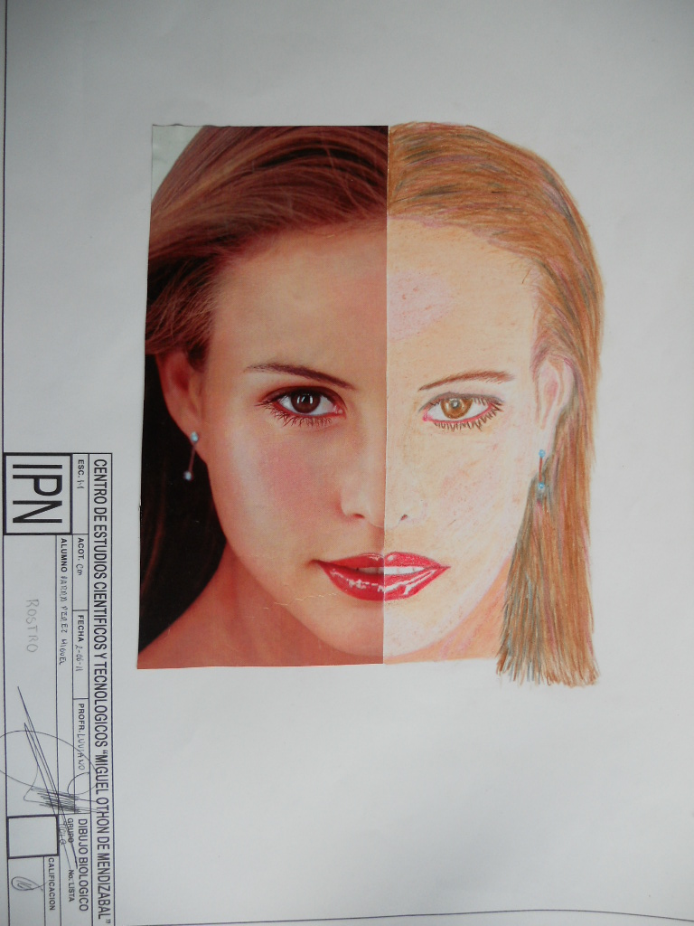 Dibujo Biológico: ANATOMÍA DEL ROSTRO