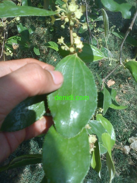 Mengenal Putsa ( Apel India ) | andafadillah