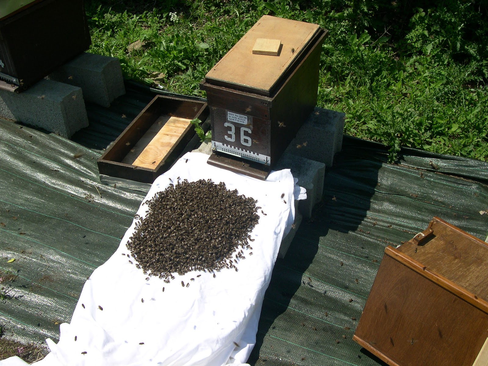Bees in Brittany: How to make and use a swarm trapping box