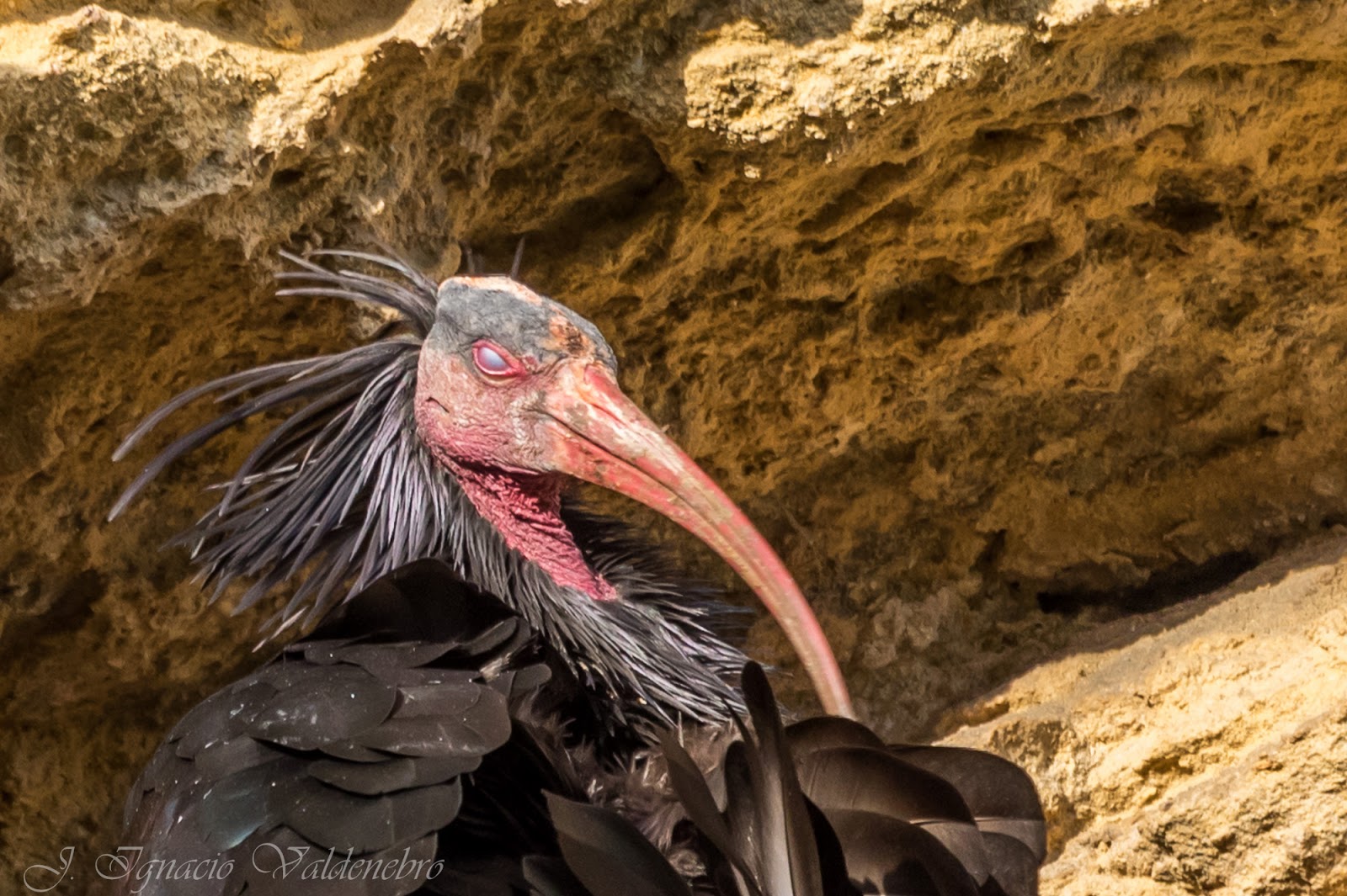 DocNatureBlog: El ave más fea de España. Ibis eremita (Geronticus eremita)