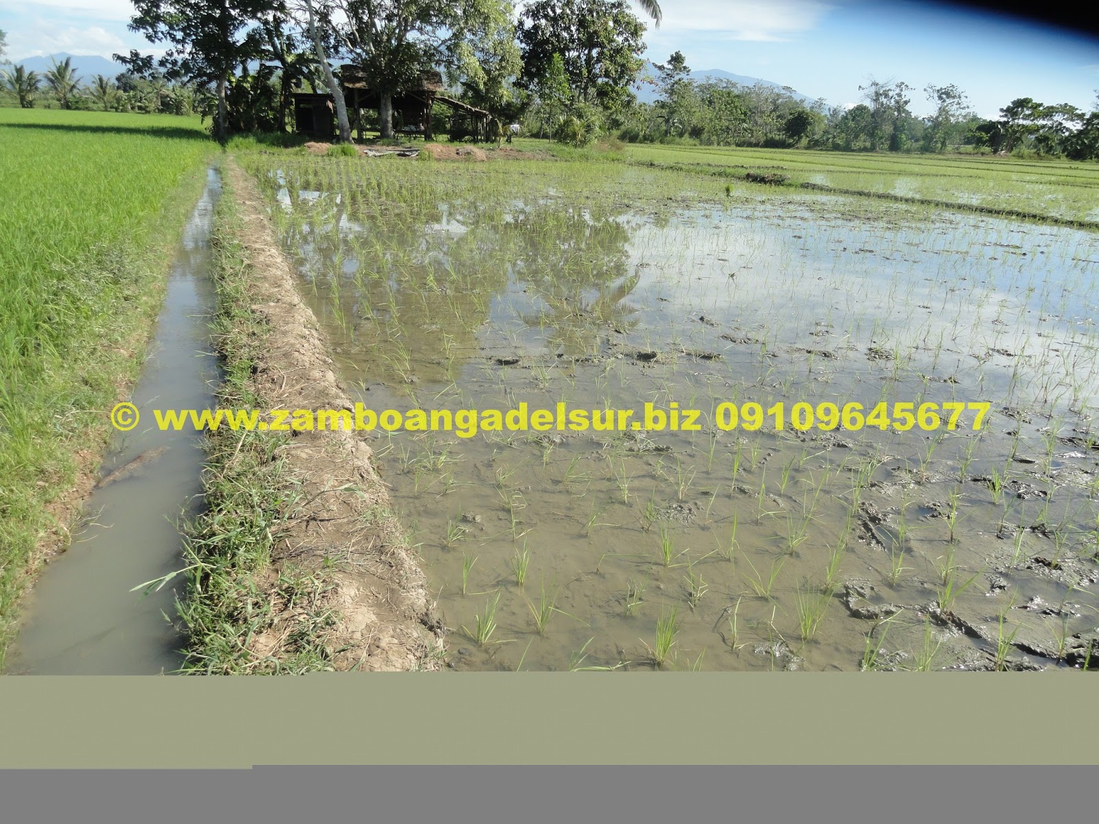 Zamboanga del Sur Properties: FOR SALE: 4.5 HECTARES RICE FIELD AT ...