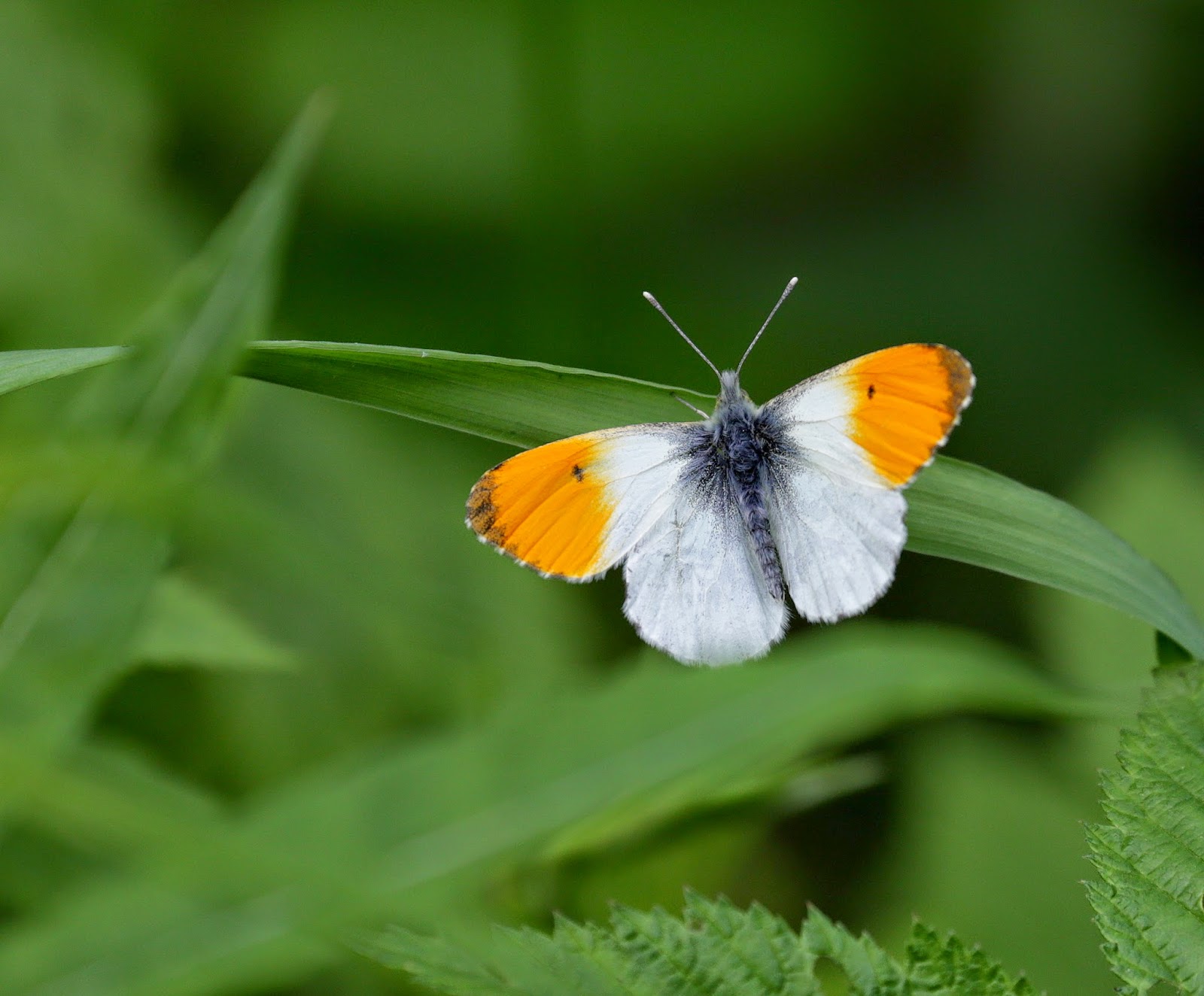 Vikki kuvailee: Perhosia 6.