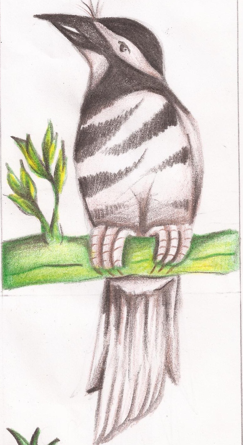 EL PALABRERO WAYUU (PÜTCHIPU' U): INDIGENAS WAYUU