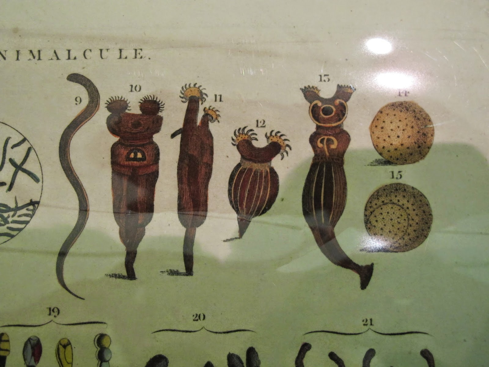 MAD: Blythe House: A Microscopic View of the Different Animalcules