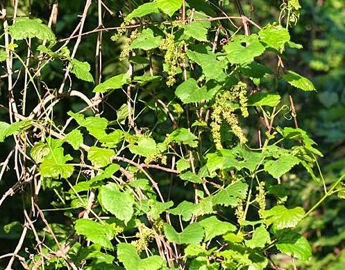 Trees Planet: Vitis vulpina - Frost Grape - Fox Grape