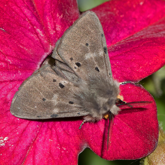 Butterflies, Dragonflies, Moths & other Insects: Muslin Moth