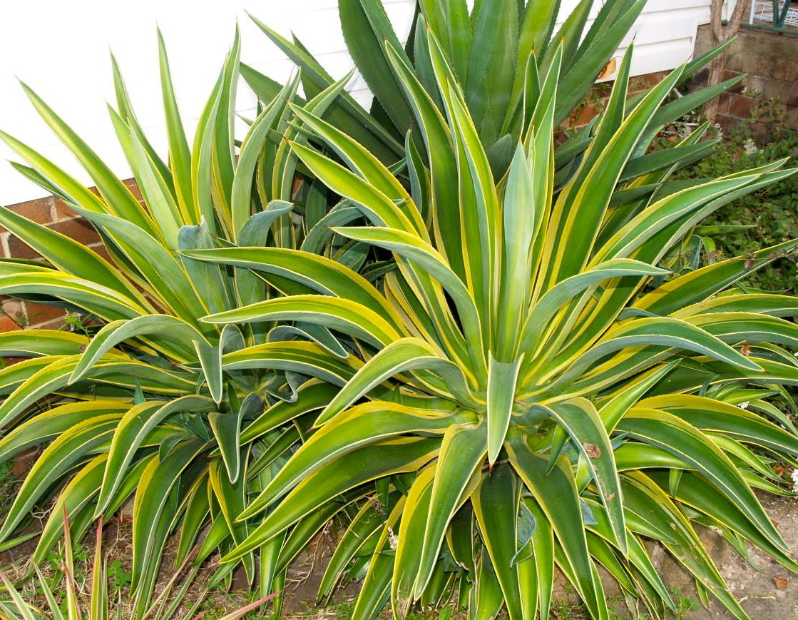 Florez Nursery: Agave desmettiana 'El Miradore Gold'