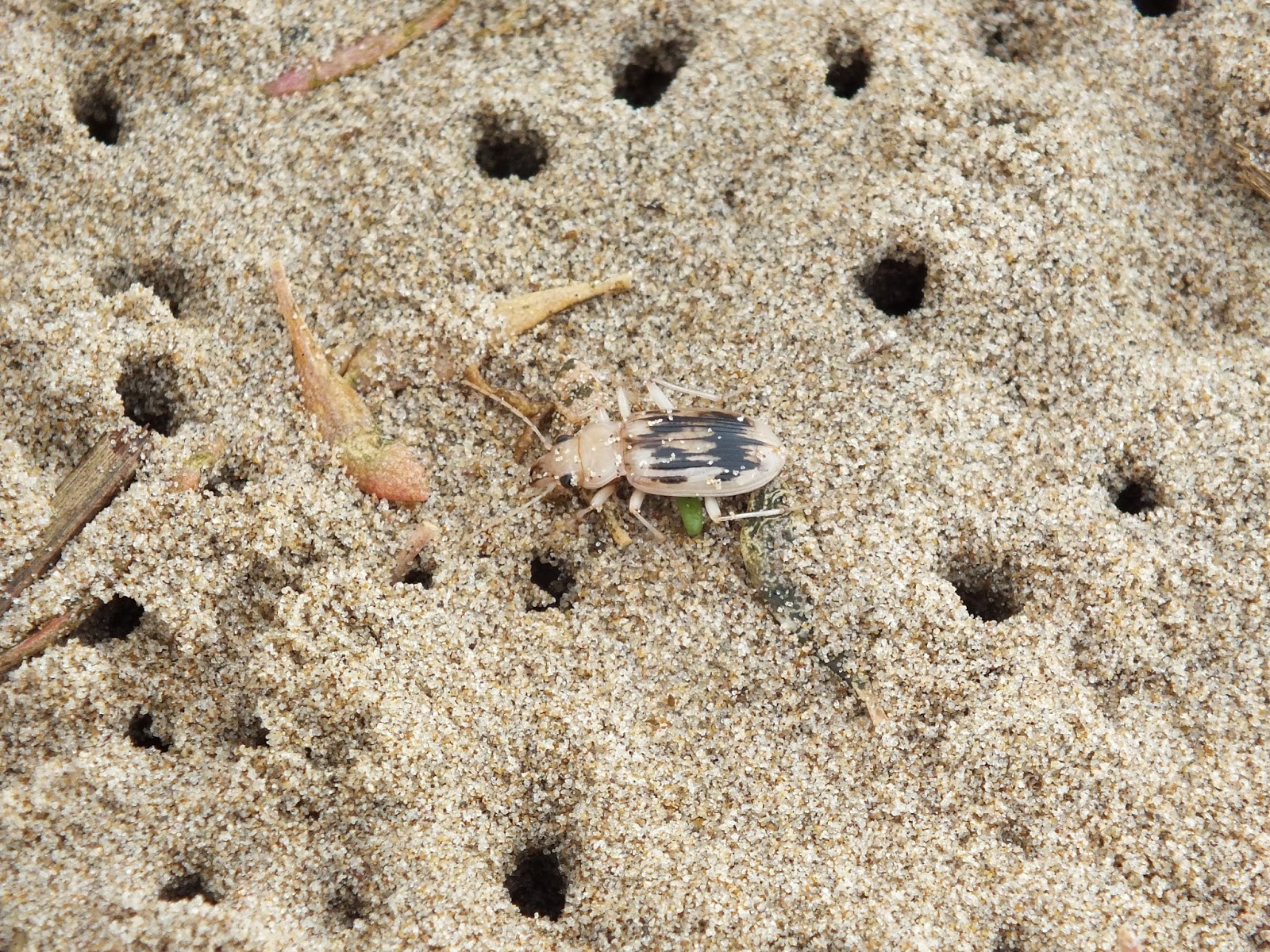 Carmarthenshire Moth and Butterfly Group: Pembrey Burrows LNR ...