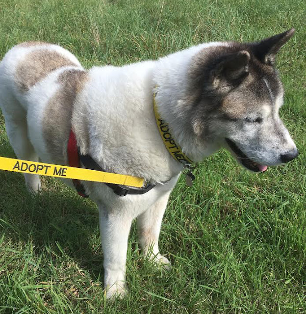 Hubble & Hattie: Oldies Club