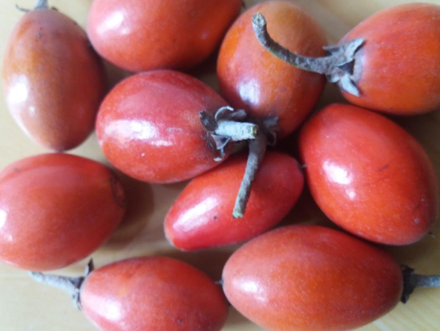 Buah Asli Indonesia Yang Mendunia dan Sudah Mulai Langka