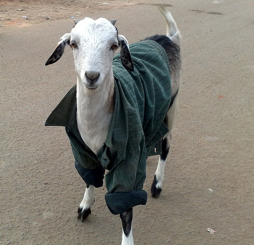 this western feeling: GOATS IN COATS