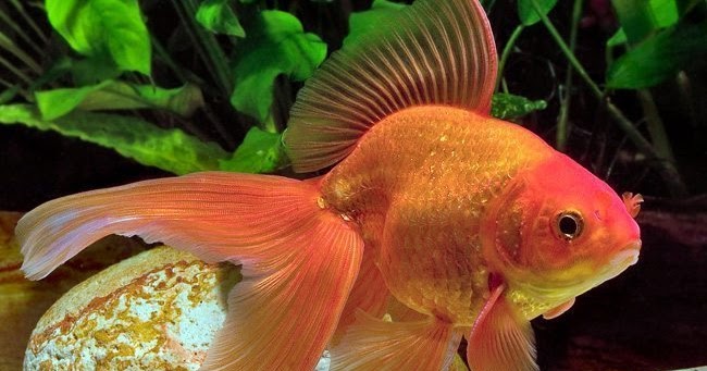 Vet Pet Vassalakis : ΨΑΡΙΑ ΓΛΥΚΟΥ ΝΕΡΟΥ