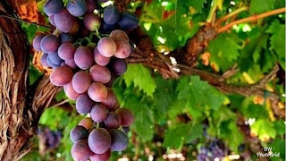 Pokok Dan Ranting Anggur - IFGF Solo