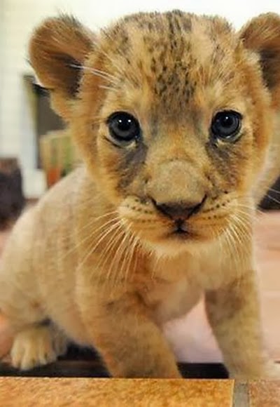 Las migas me persiguen: León